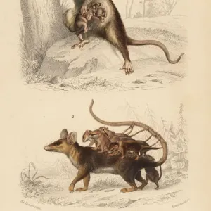 Gray four-eyed opossum, Didelphis opossum Our beautiful Wall Art and ...