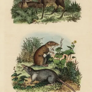 Soricidae (Mammals, Animals) Gallery available as Framed Prints, Photos ...