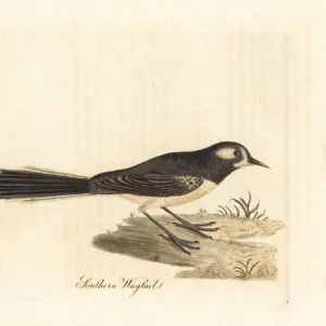 Fantails (Passerines, Birds, Animals) Gallery available as Framed ...