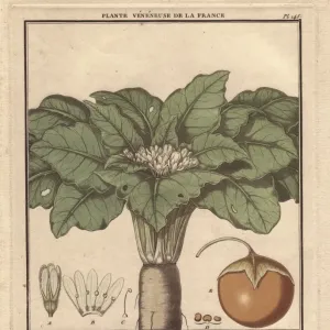 Female mandrake plant, Atropa mandragora or Mandragora