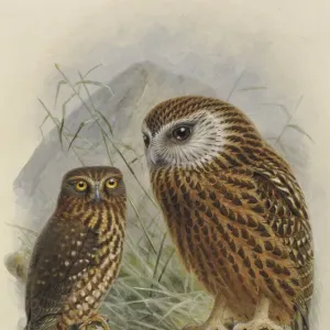 Morepork Ruru, Laughing Owl Whekau Our beautiful Wall Art and Photo ...