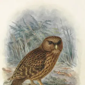 Morepork Ruru, Laughing Owl Whekau Our beautiful Wall Art and Photo ...