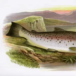 Molossidae Art Prints, Posters & Puzzles