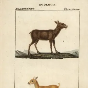 Moschidae (Mammals) Gallery available as Framed Prints, Photos, Wall ...