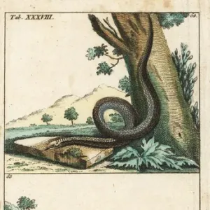 Lizards (Reptiles, Animals) Gallery available as Framed Prints, Photos ...