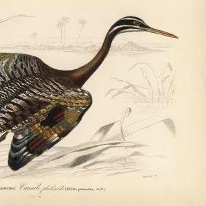 Eurypygiformes (Birds, Animals) Gallery available as Framed Prints ...