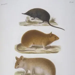 Soricidae (Mammals, Animals) Gallery available as Framed Prints, Photos ...