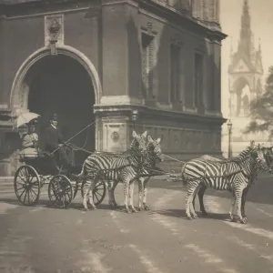 Zebra, c. 1800 Our beautiful Wall Art and Photo Gifts include Framed ...