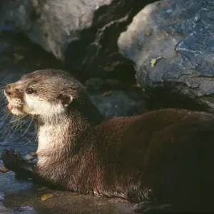 Mustelidae (Mammals, Animals) Gallery available as Framed Prints ...