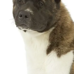 Utility (Dogs Domestic, Mammals, Animals) Collection