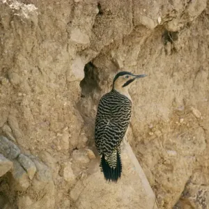 Woodpeckers (Piciformes, Birds, Animals) Collection