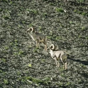 Argali / Great Tibetan Sheep 12, 000ft, Ladakh, India