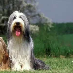 Pastoral (Dogs Domestic, Mammals, Animals) Collection