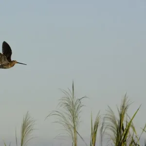 Sandpipers (Charadriiformes, Birds, Animals) Gallery