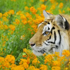 Bengal Tiger in orange mustard flowers _C3B1579 Our beautiful Wall Art ...
