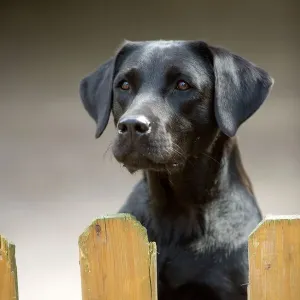 Black Labrador Retriever walking along the water line
