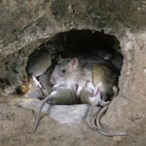 Brown / Norway / Common Rat in burrow with young suckling
