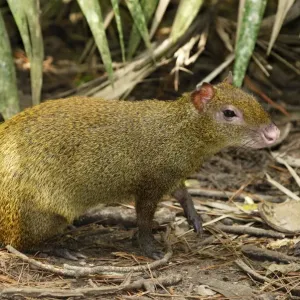 Dasyproctidae (Mammals, Animals) Collection available as Framed Prints ...