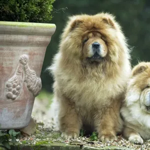 Utility (Dogs Domestic, Mammals, Animals) Collection