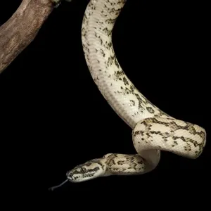 Carpet Python (Python, Snakes, Reptiles, Animals) Collection