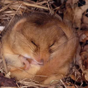 Gliridae Art Prints Collection