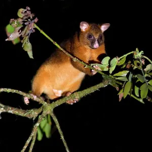 Procyonidae (Mammals, Animals) Collection available as Framed Prints ...