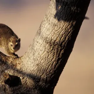 Procaviidae (Mammals, Animals) Collection For sale as Framed Prints ...