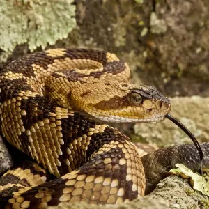 Rattlesnake (Snakes, Reptiles, Animals) Collection
