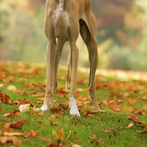 Hound (Dogs Domestic, Mammals, Animals) Collection