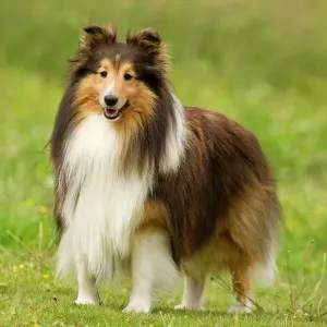 Pastoral (Dogs Domestic, Mammals, Animals) Collection