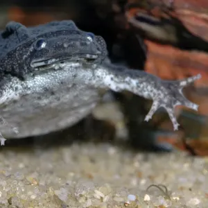 Nearctic Toads (Toads, Amphibians, Animals) Collection