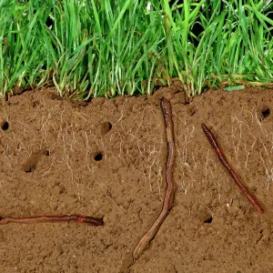 Worms (Animals) Collection Our beautiful Wall Art and Photo Gifts ...