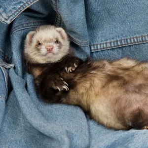 Mustelidae Art Prints, Posters & Puzzles