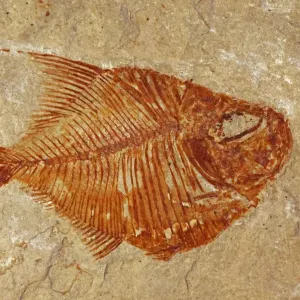 Fossil Ray Cretaceous Houla Lebanon 96 million years old