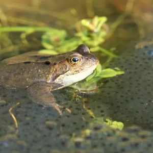 Common Frog & frog spawn, garden pond. UK Our beautiful Wall Art and ...