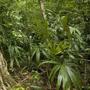 Looking up into the rainforest canopy Tikal Guatemala