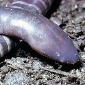 Worms (Animals) Gallery available as Framed Prints, Photos, Wall Art ...