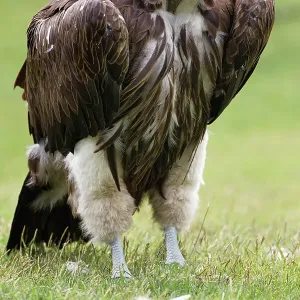 Lapet-faced Vulture Our beautiful Wall Art and Photo Gifts include ...