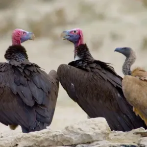 Lapet-faced Vulture Our beautiful Wall Art and Photo Gifts include ...