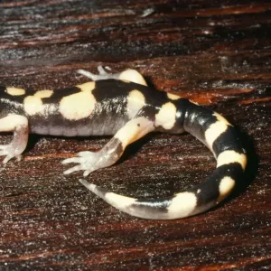 Climbing Salamanders Art Prints Collection