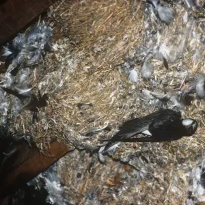 Little Swift Our beautiful Wall Art and Photo Gifts include Framed ...