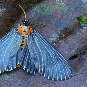 Tiger moth Tanjung Puting National Park Kalimantan Borneo