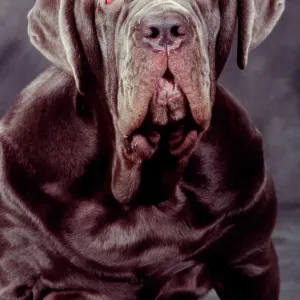 Working (Dogs Domestic, Mammals, Animals) Collection