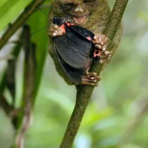 Tarsier Eating