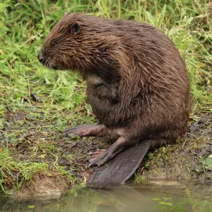 Mammals (Animals) Collection Our beautiful Wall Art and Photo Gifts ...