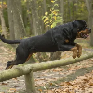 Working (Dogs Domestic, Mammals, Animals) Collection