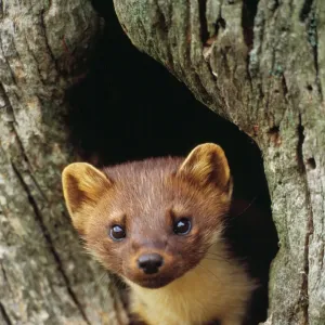 Mustelidae Art Prints, Posters & Puzzles