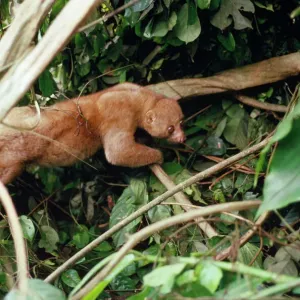 Lorisidae (Mammals, Animals) Collection Our beautiful Wall Art and ...