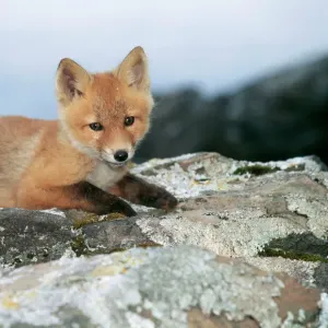 Red Fox -Vulpes vulpes- standing on an alpine meadow