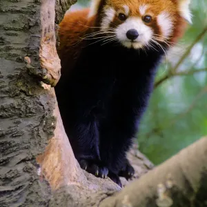 Ailuridae (Mammals, Animals) Collection available as Framed Prints ...